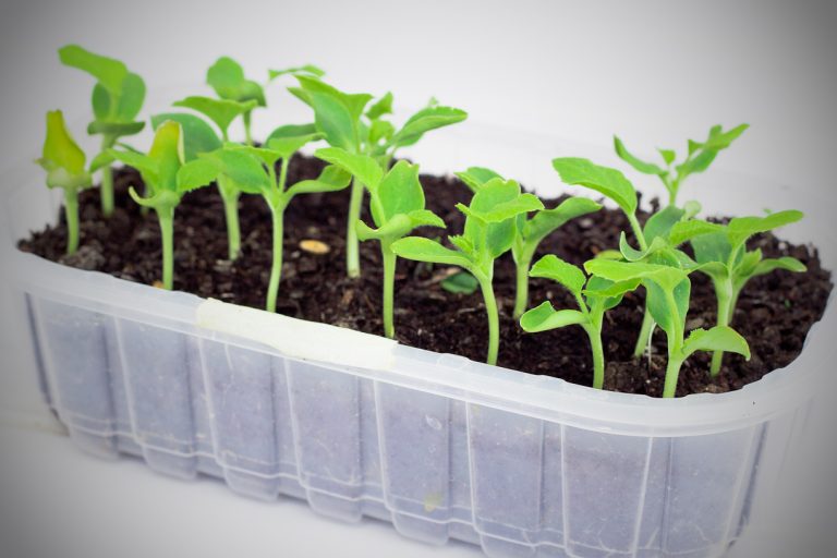 Guide des semis - Blog Potager